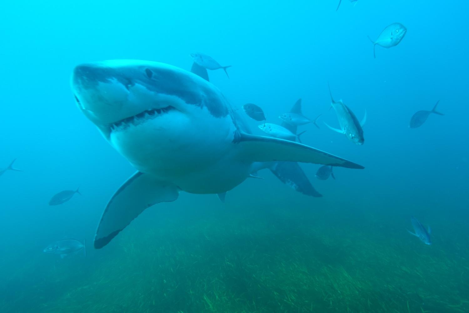 SEA LIFE Careers | Merlin Entertainments